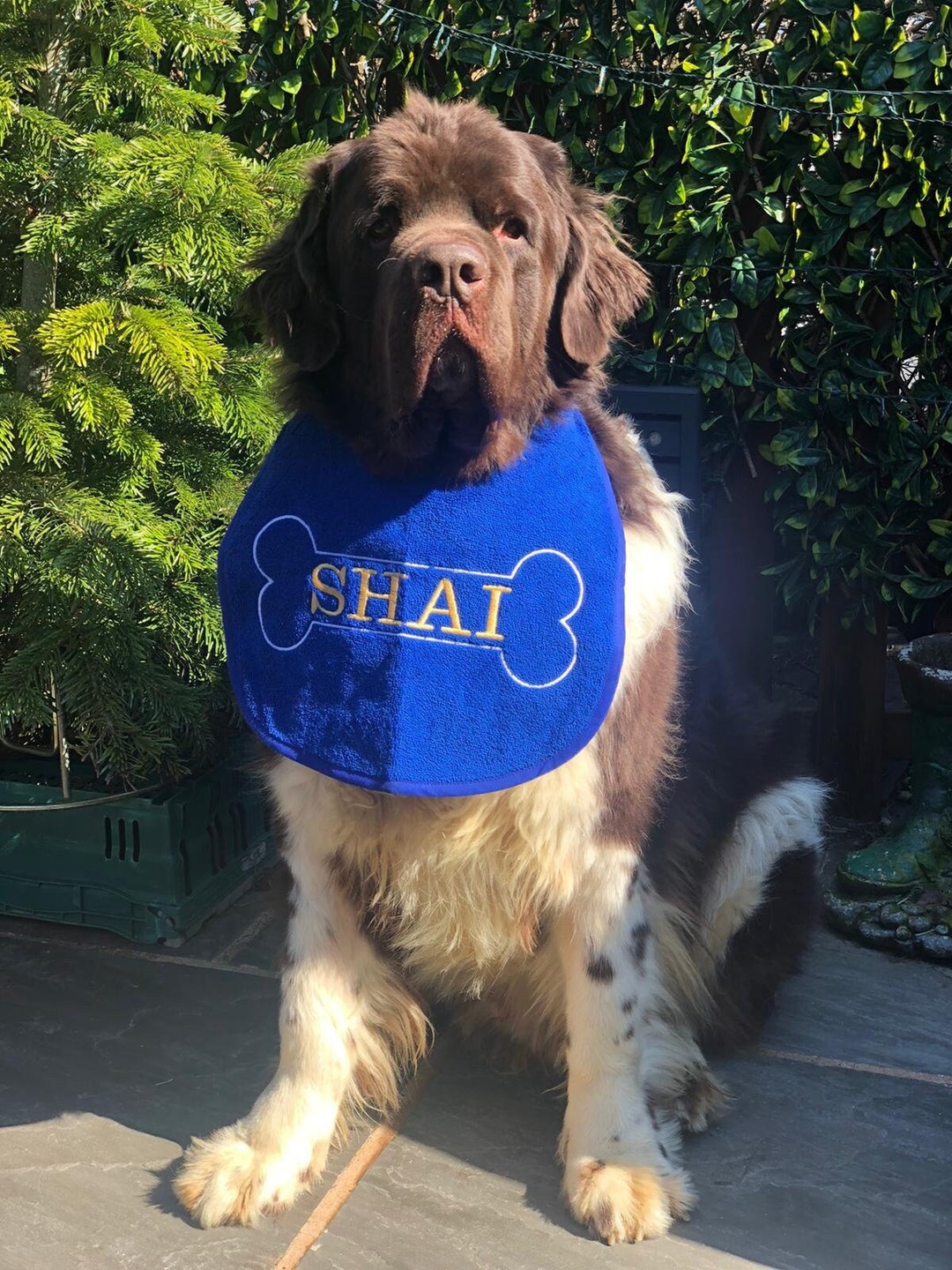 Slobber, Drool .bibs Personalised With Your Pets Name Great for ...