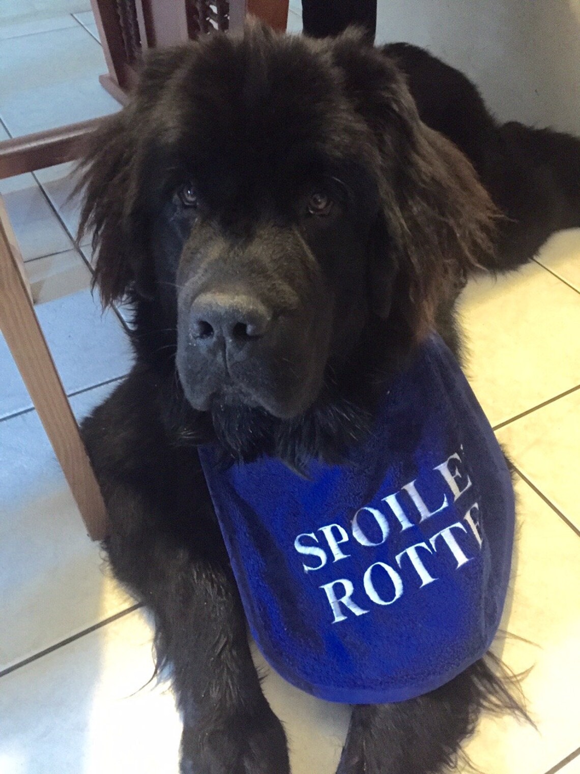 Big Dog Slobber Big Spoiled Rotten - Etsy