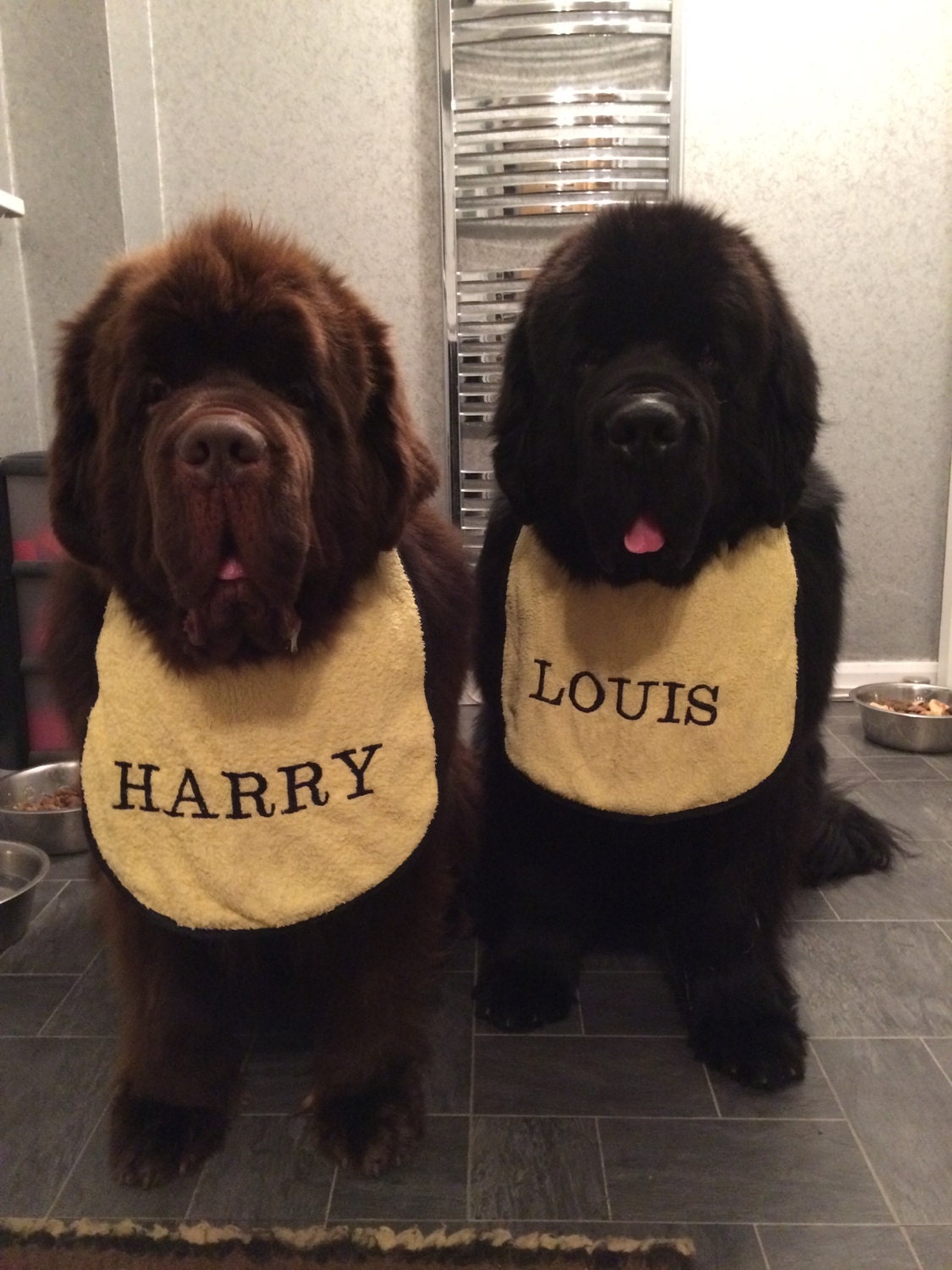 Slobber Drool .bibs Personalised With Your Pets Name Great | Etsy