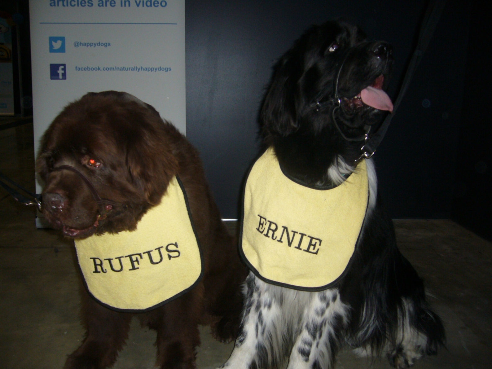 Slobber Drool .bibs Personalised With Your Pets Name Great | Etsy