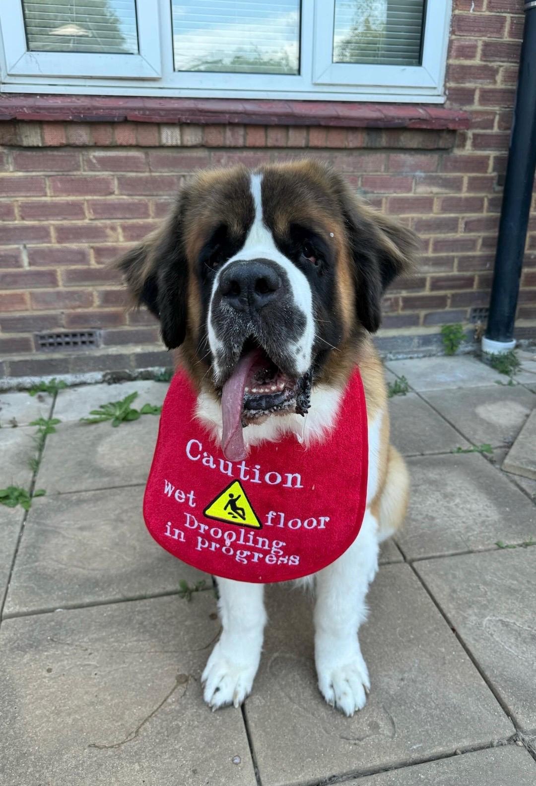 Big Dog Slobber Drool Bib St Bernard Newfoundland Drooling in Progress ...