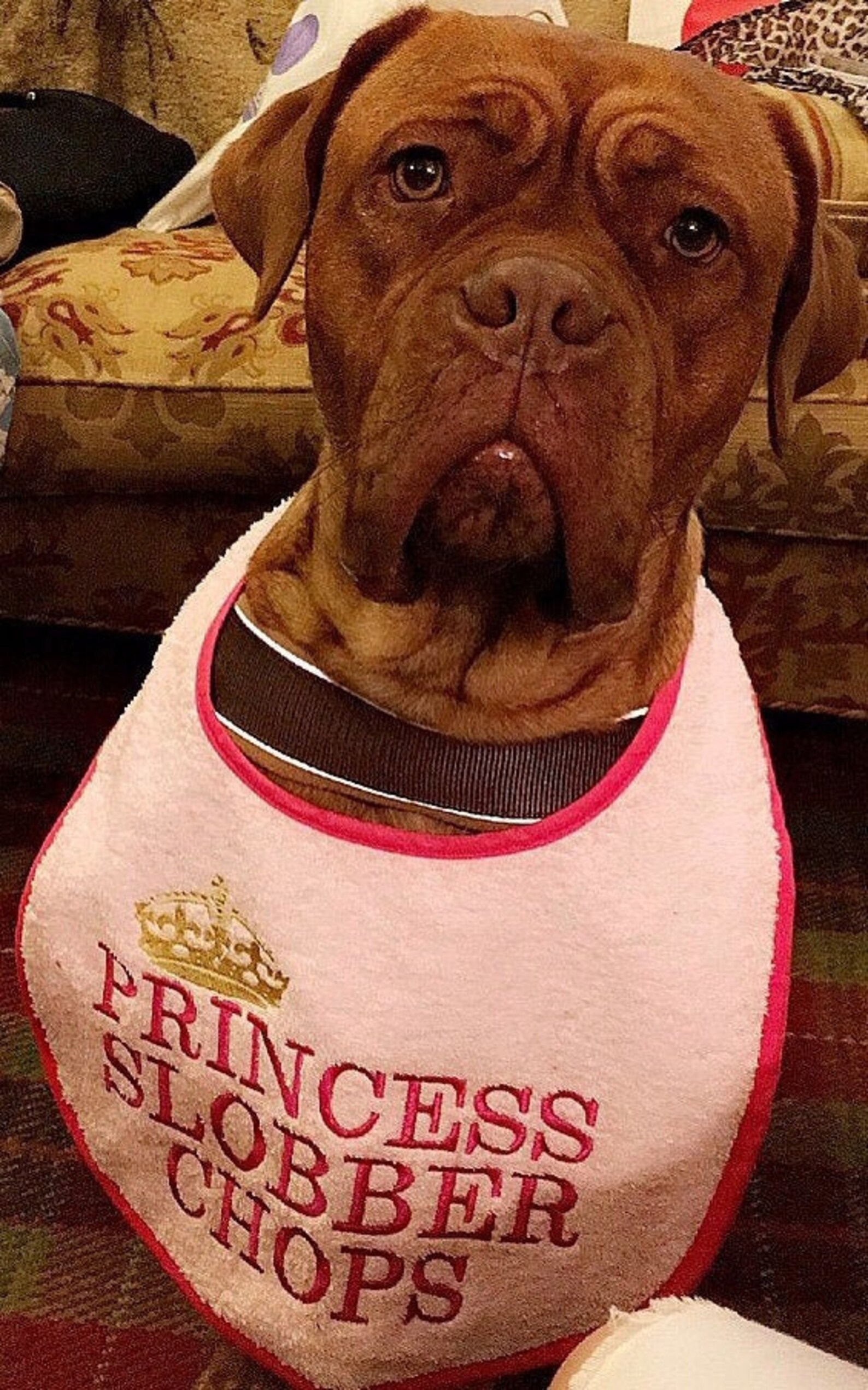 Big Dog Drool/slobber Bib Princess Slobber Chops - Etsy