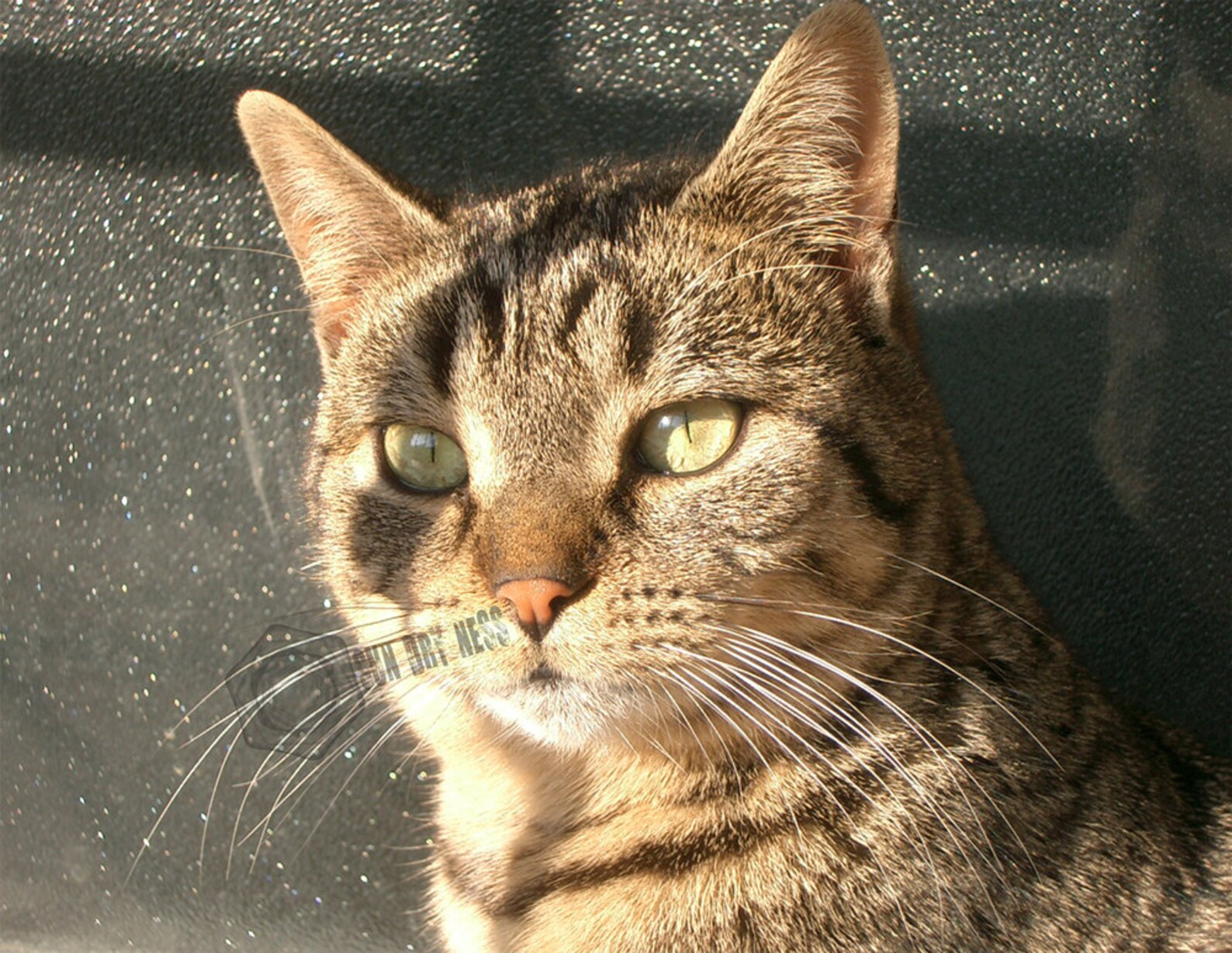 Gato gatito mira su futuro brillante y exitoso con mirada orgullosa ...