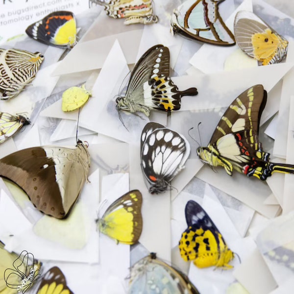 Dried Butterflies - Etsy