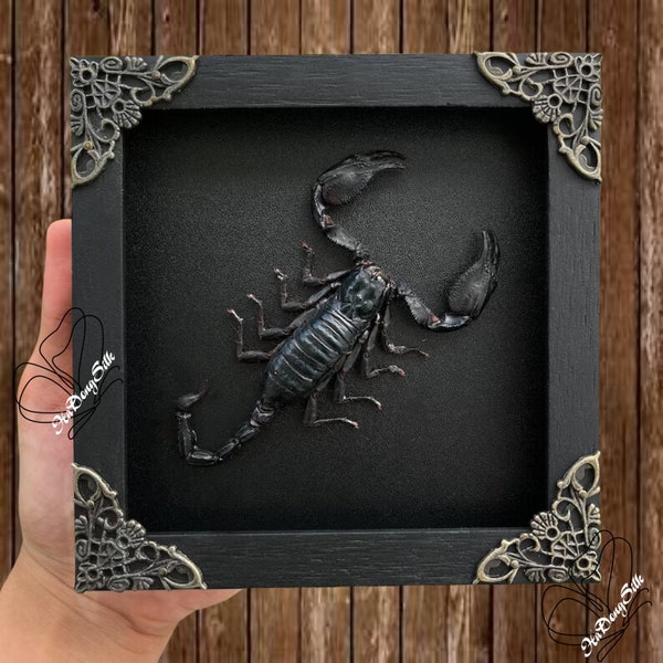 Scorpion - Etsy