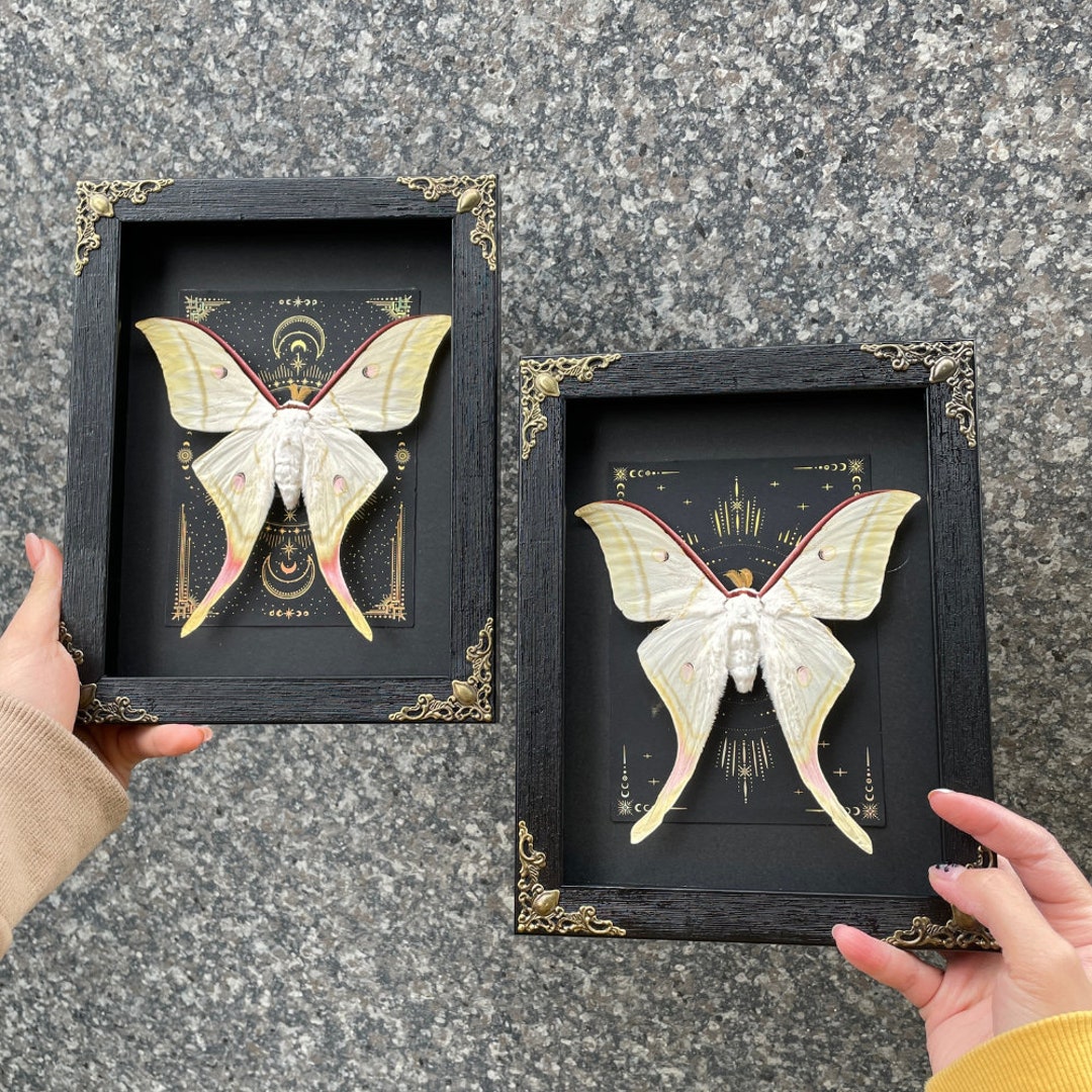 Real Framed Giant Actias Luna Moth 3D Floating Shadow Box Insect ...