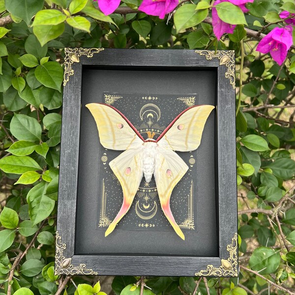 Moth Shadow Box - Etsy