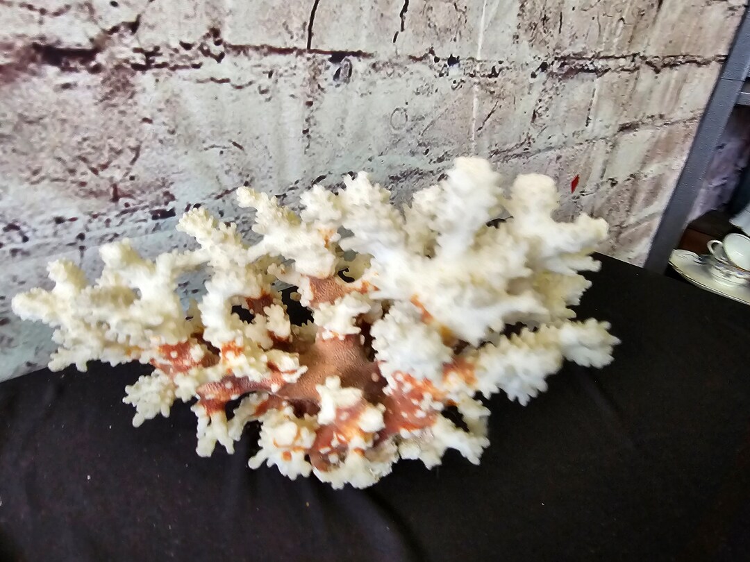 Vintage Large Acropora Coral - Etsy