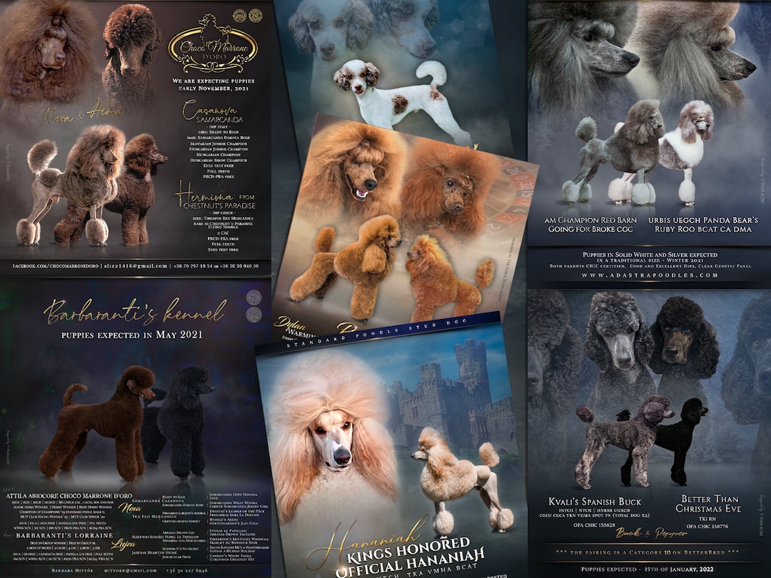 Poodle Advert for Breeders, Stud Show Dog Kennel Presentation, Planned ...