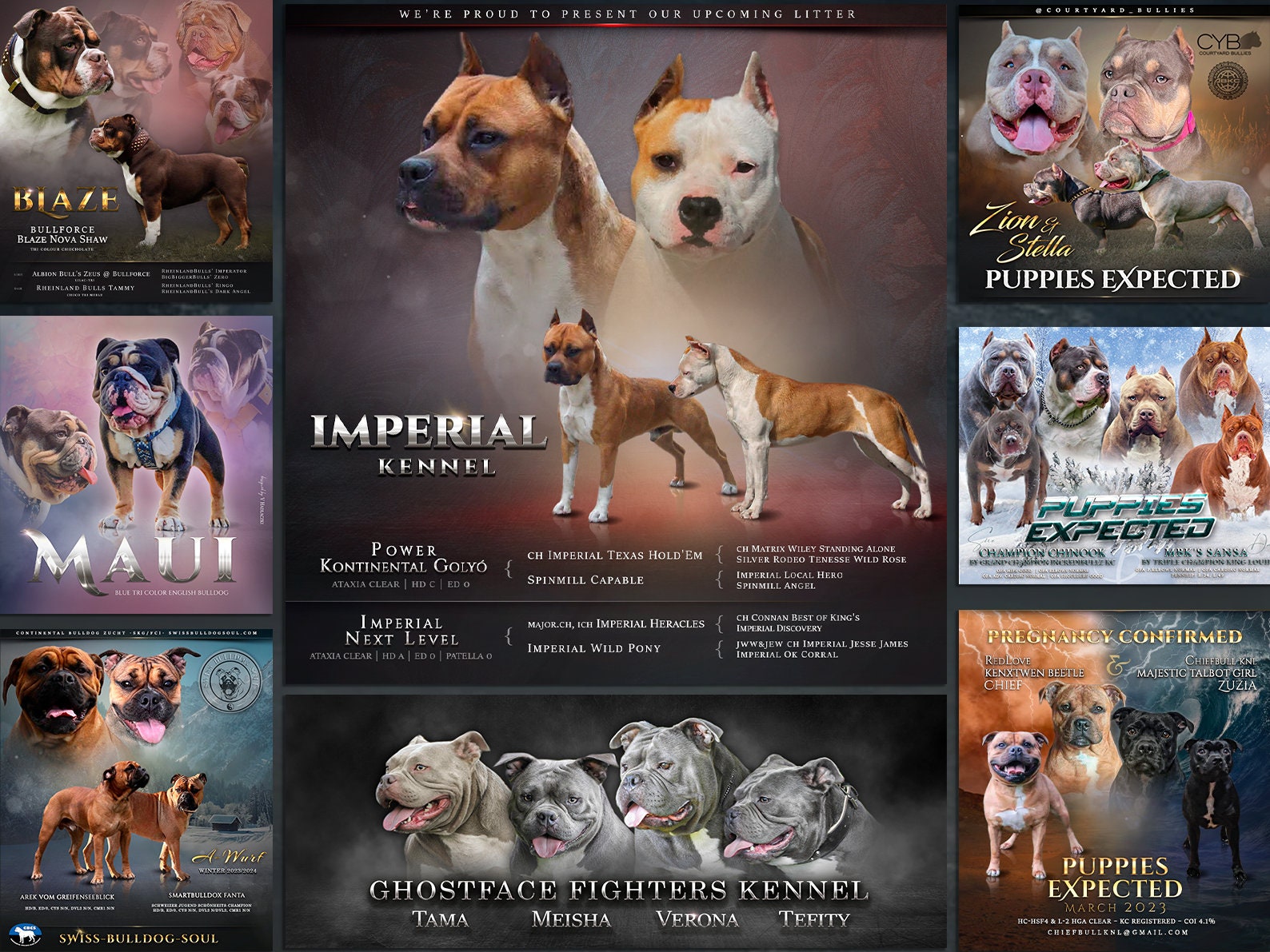 Amstaff Pitbull Terrier Bulldog Bully Advert, Stud Dog Kennel ...