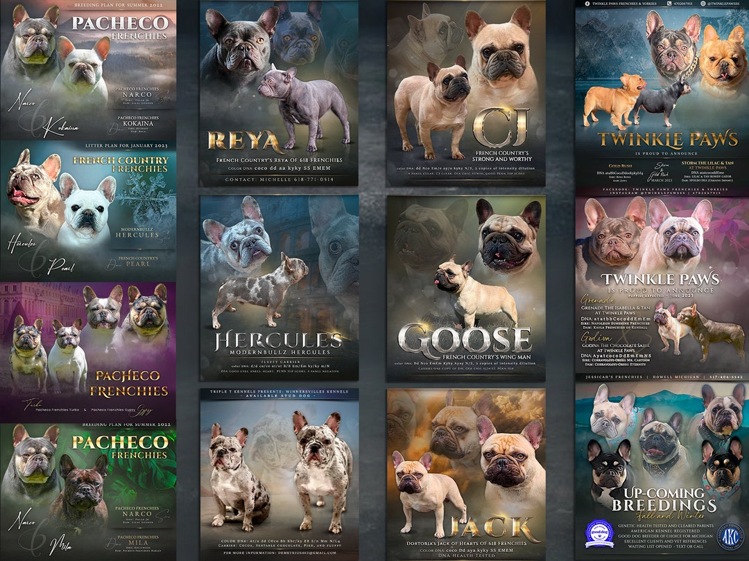 French Bulldog Advert for Breeders, Stud Dog Kennel Presentation ...