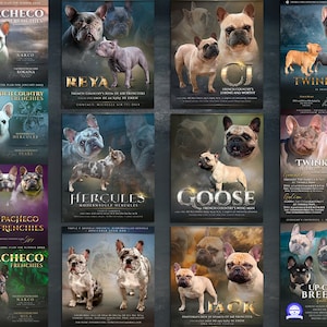 Labrador Retriever Advert for Breeders, Stud Dog Kennel Presentation ...