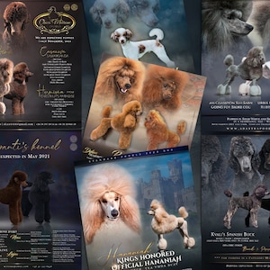 Labrador Retriever Advert for Breeders, Stud Dog Kennel Presentation ...