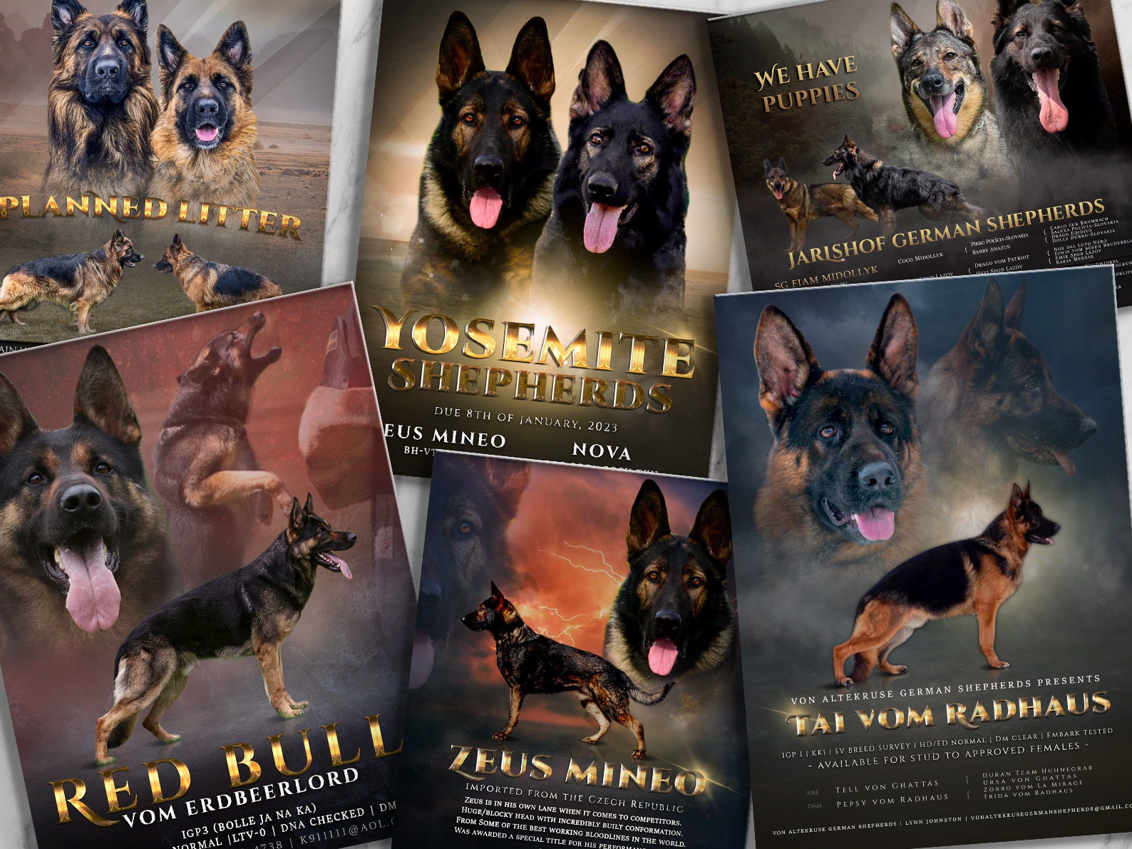 German Shepherd Advert for Breeders, Working Stud Dog Kennel ...