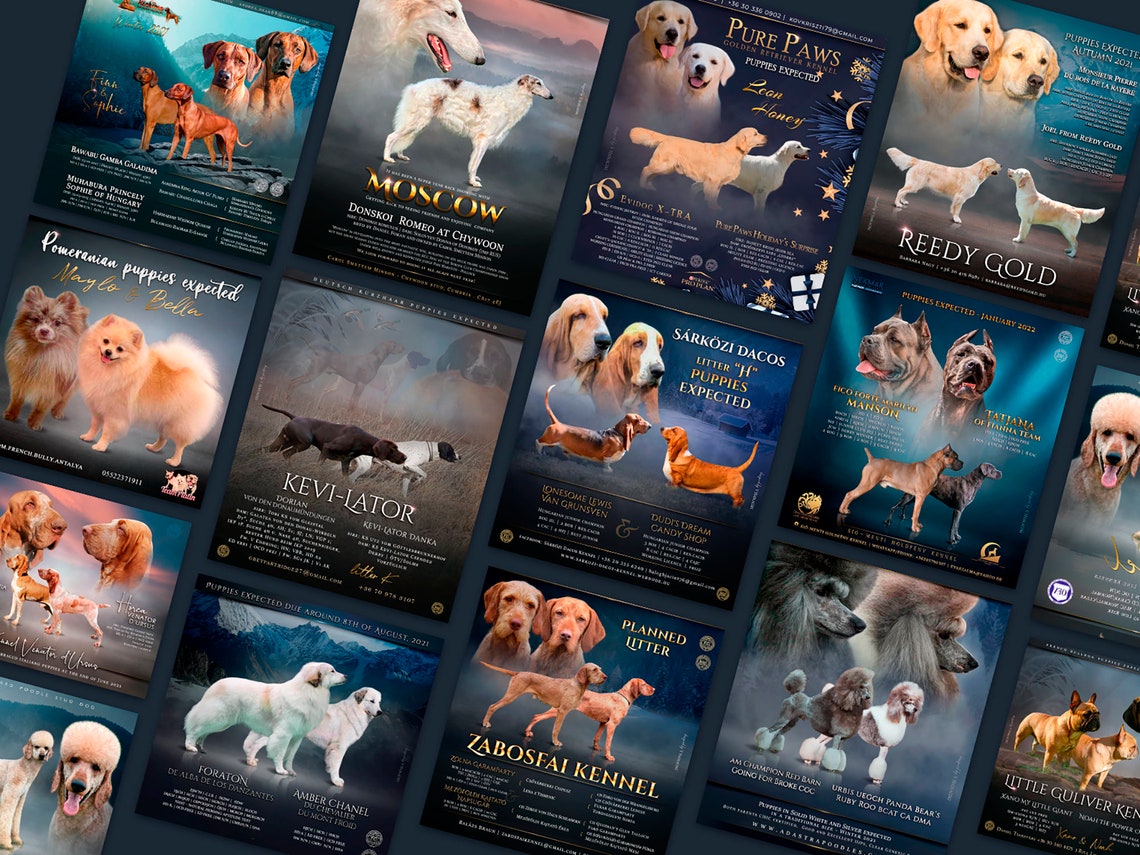 CUSTOM Graphic Design for Breeders Stud Dog Planned Litter - Etsy