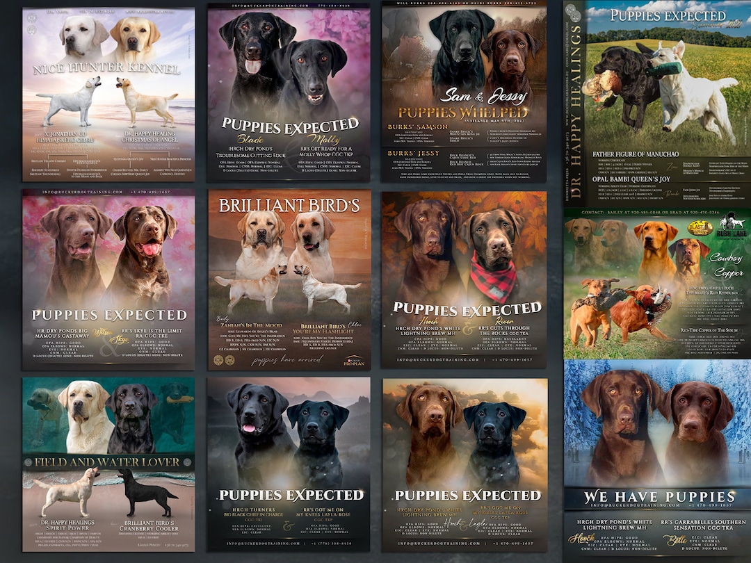 Labrador Retriever Advert for Breeders, Stud Dog Kennel Presentation ...