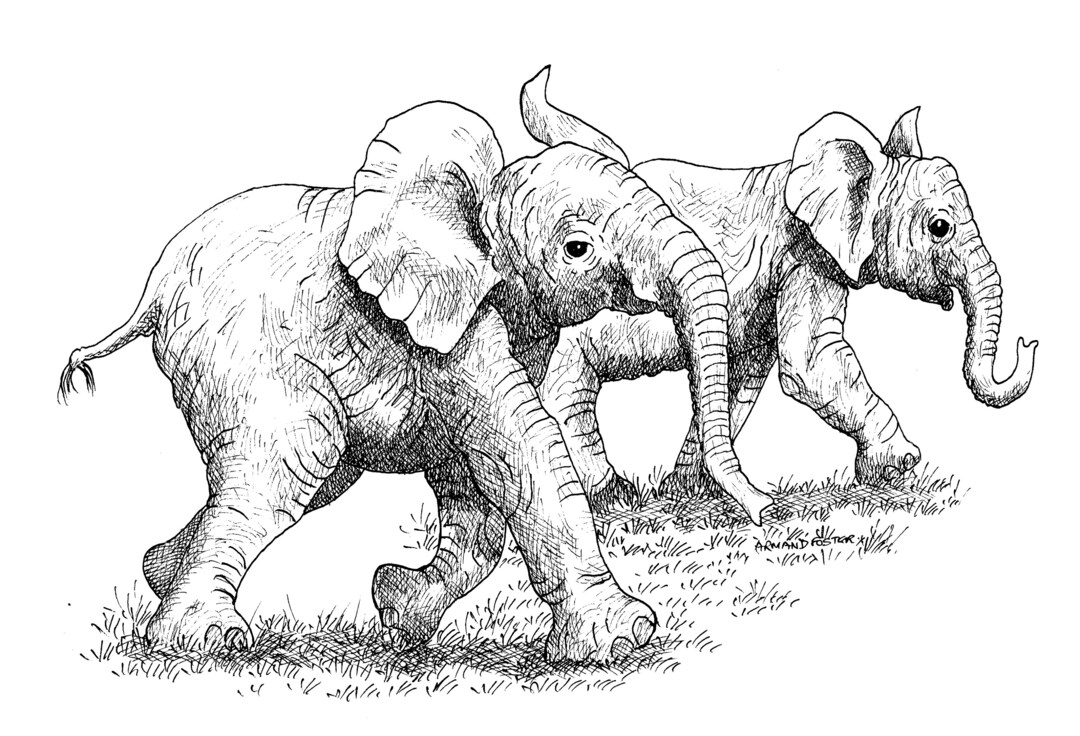 ORIGINAL Black Pen and Ink Drawing of African ELEPHANT CALVES by Armand ...
