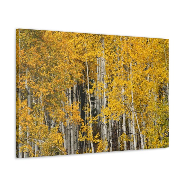 Aspen Tree Painting - Etsy