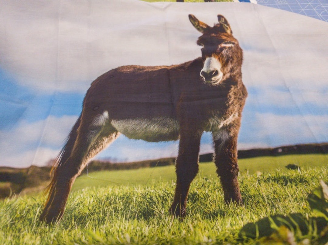 Donkey Cotton Fabric Animal Spring Creative Perfect for Pillow by the ...