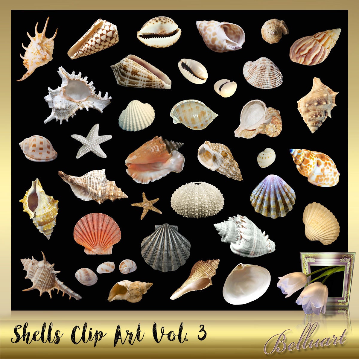 35 Shells Clip Art Vol. 3 Seashell Clipart Sea Clipart - Etsy