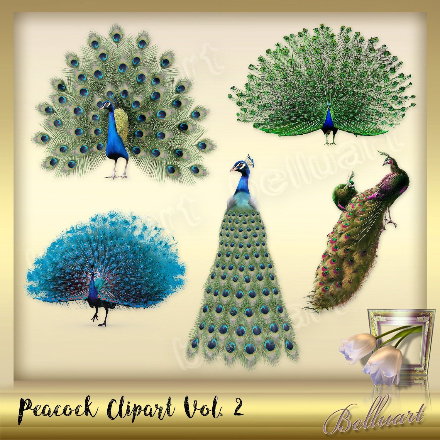 5 Peacock Clipart Vol 2 Antique Peacock Illustrations Etsy