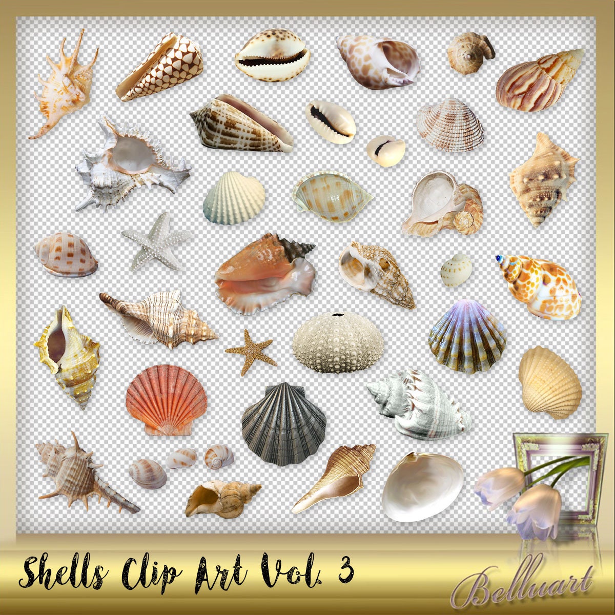 35 Shells Clip Art Vol. 3 Seashell Clipart Sea Clipart - Etsy