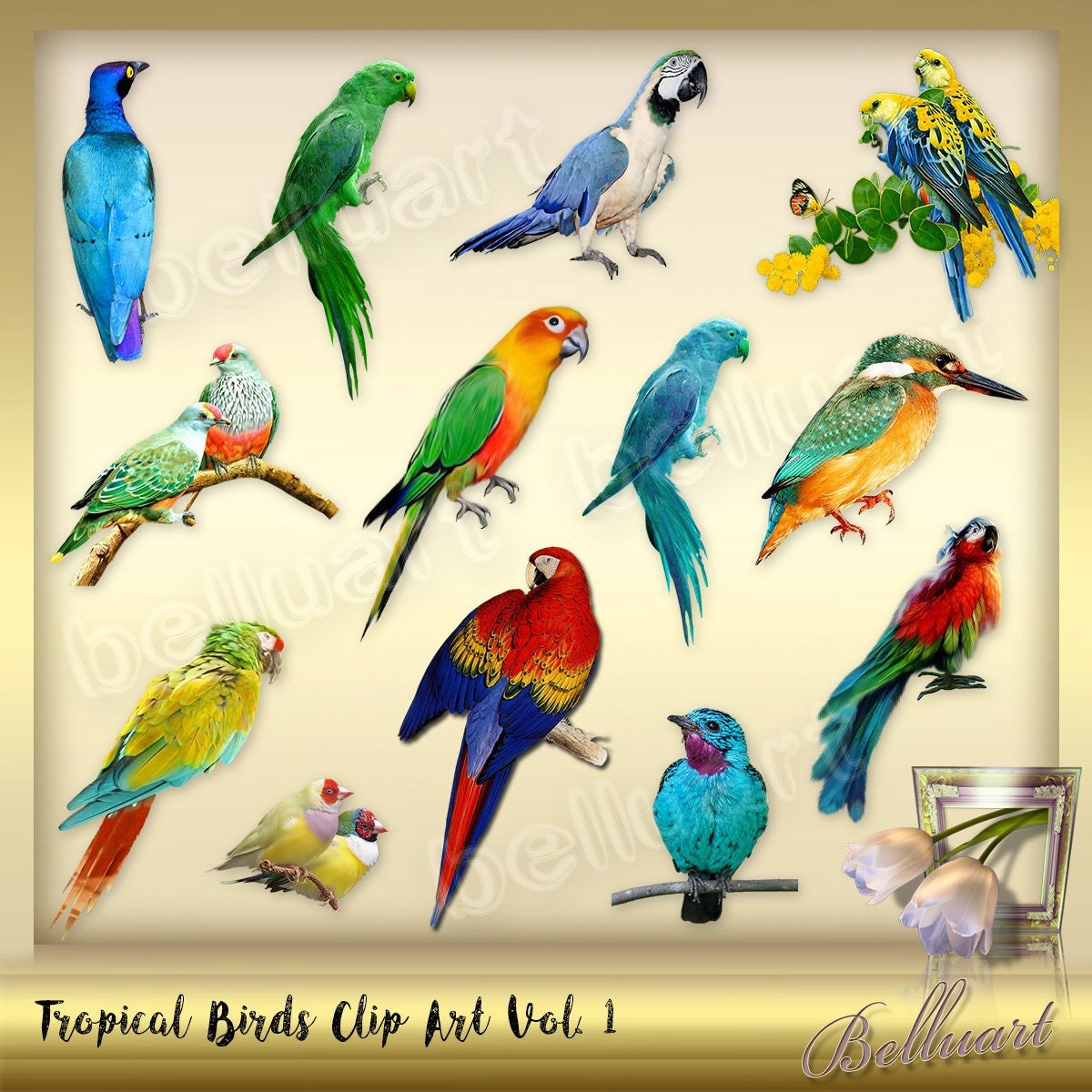 Collage Sheets Clip Art Pack Exotic Birds Cockatoo Peacock Flamengo ...