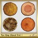12 Tree Ring Clip Art Vol. 1 Tree Ring Clipart Tree Wood - Etsy