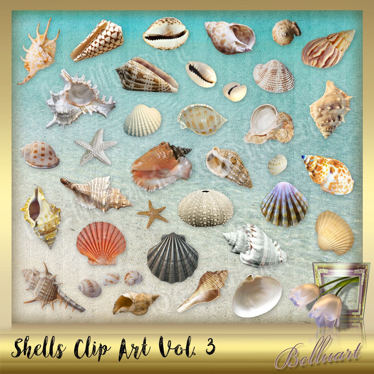 35 Shells Clip Art Vol. 3 Seashell Clipart Sea Clipart - Etsy
