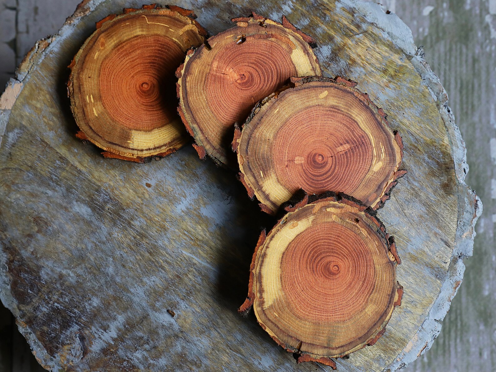 Rare Red Oak Natural Tree Wood Coasters With Bark (4 or 6 Pack), House ...