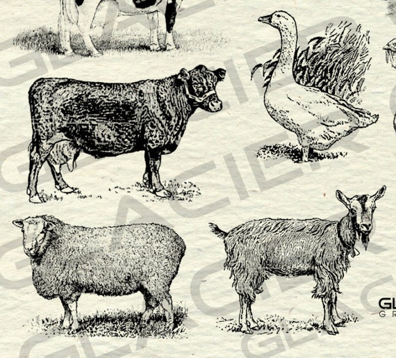 Vintage Farm Animal Clipart