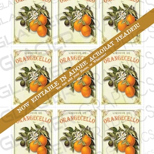 Orangecello Label Customizable Orangecello Bottle Label Orangecello ...