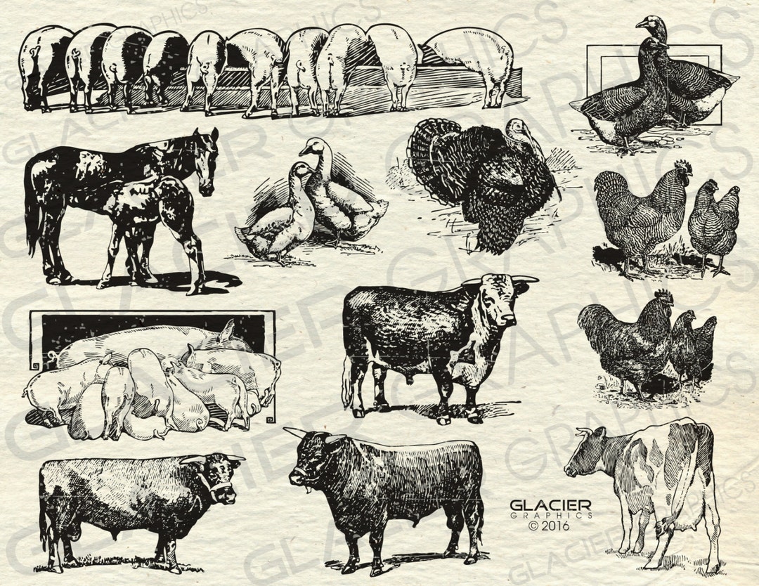 Vintage Farm Animal Illustrations Printable Farm Animals Clipart Farm ...