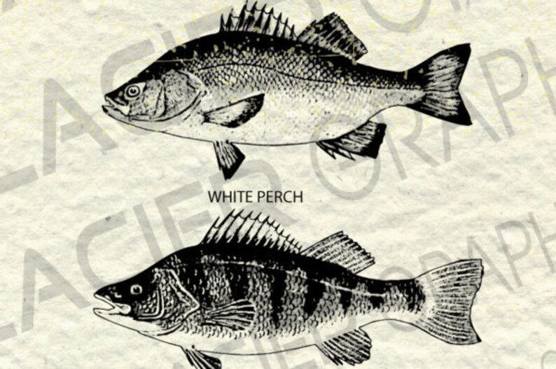 Vintage Atlantic Fish Illustrations Clipart Printable - Etsy