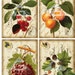 Vintage Fruit Postcard Collage Sheet Digital Download Fruit Scrapbook ...