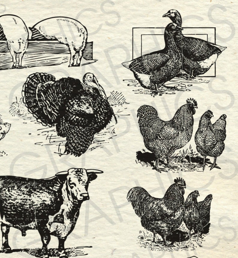 Vintage Farm Animal Illustrations Printable Farm Animals - Etsy