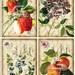 Vintage Fruit Postcard Collage Sheet Digital Download Fruit Scrapbook ...