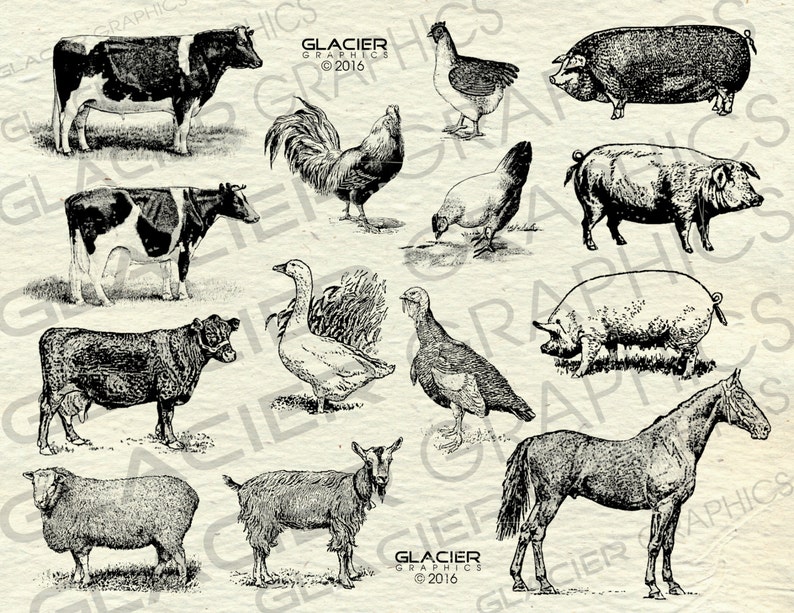 Vintage Farm Animal Illustrations Printable Farm Animals - Etsy