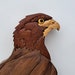 Red-tailed Hawk Wood Intarsia Scroll Saw Art Wall Hanging - Etsy