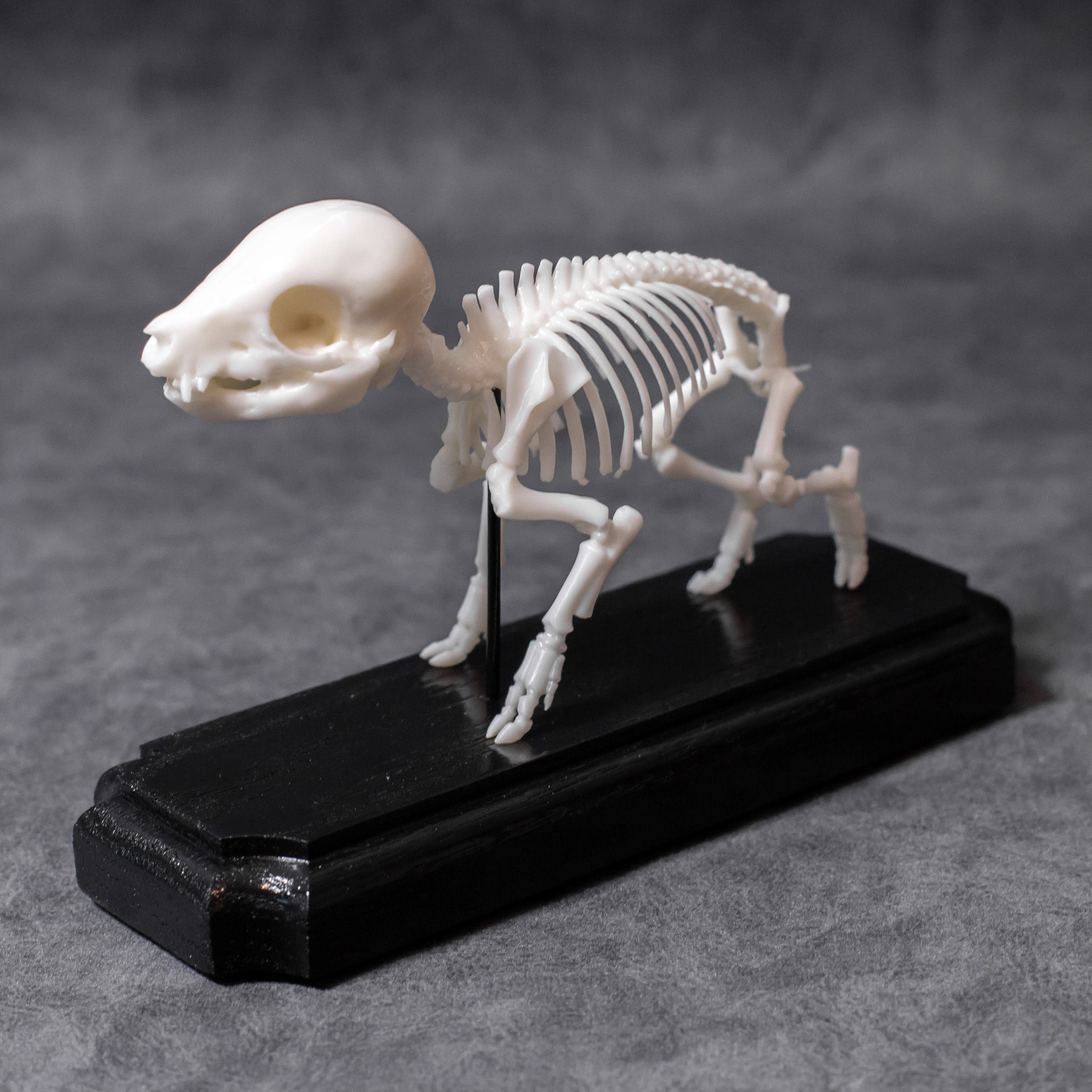 3D Printed Pig Skeleton on Wooden Base - Etsy