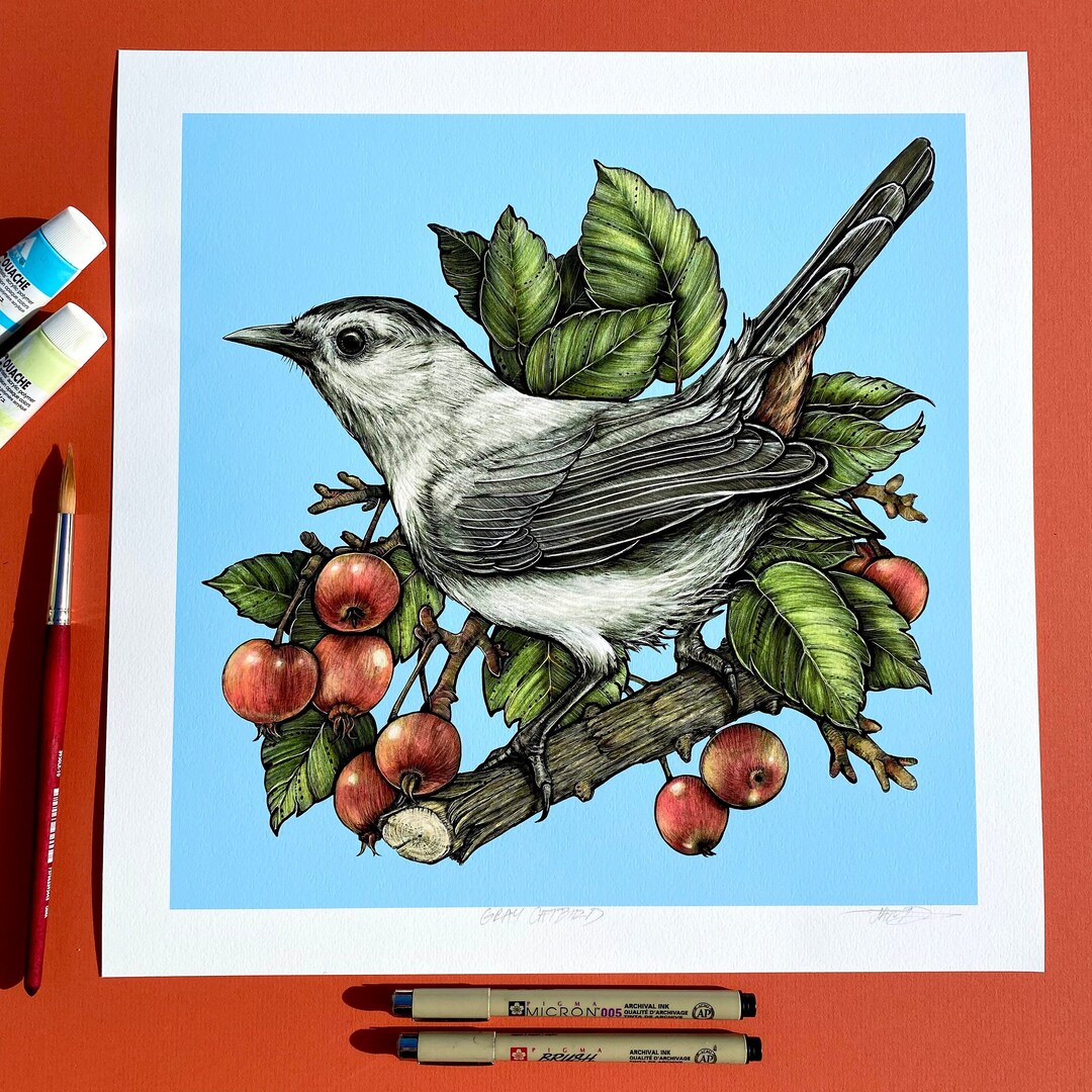 Gray Catbird ~ Fine Art Print, Bird Prints, Birder, Birdwatcher, Bird ...