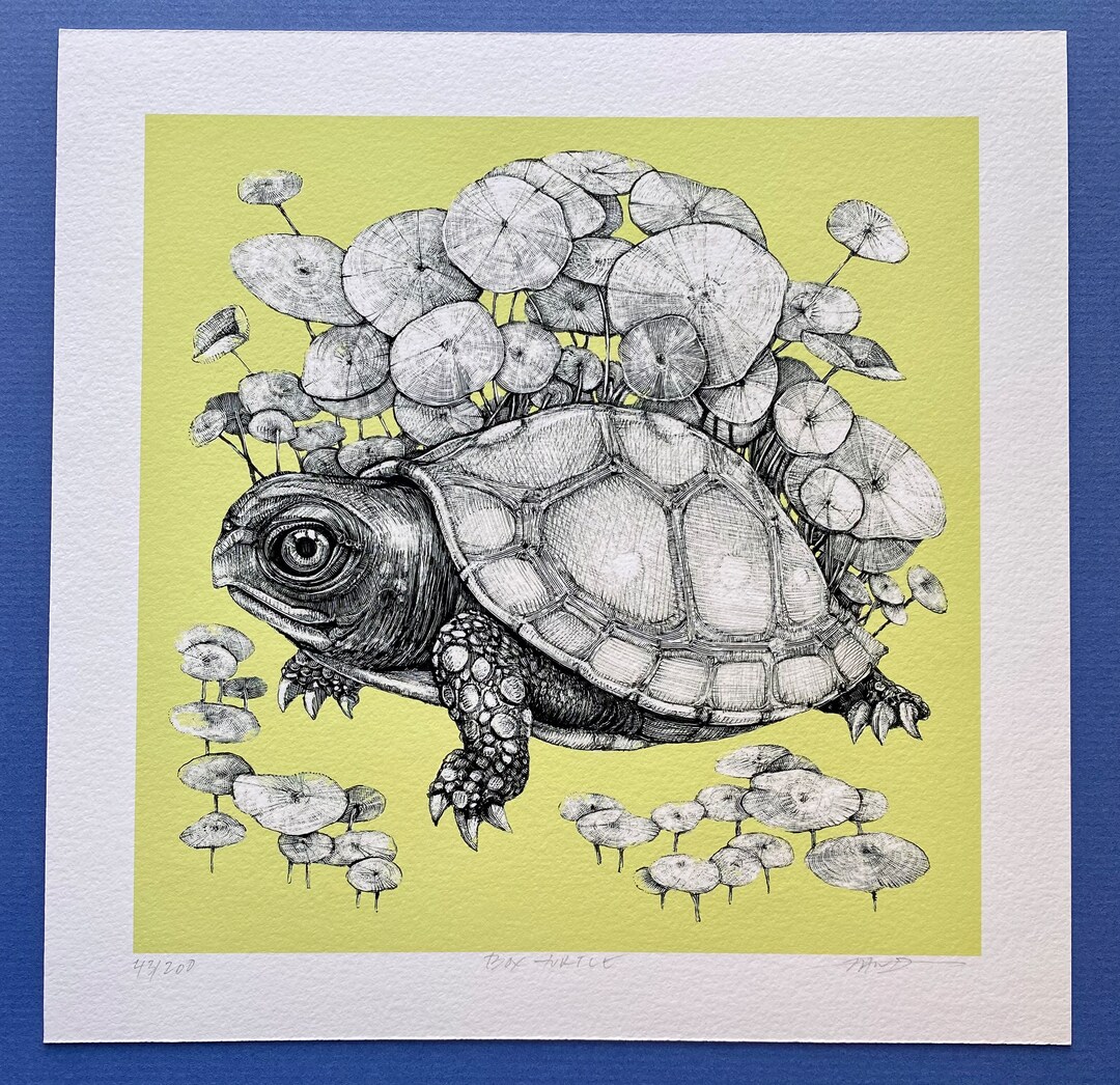 Box Turtle ~ Limited Edition Print, Cute Turtle, Nature Art, Turtle Art ...