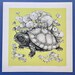 Box Turtle ~ Limited Edition Print, Cute Turtle, Nature Art, Turtle Art ...