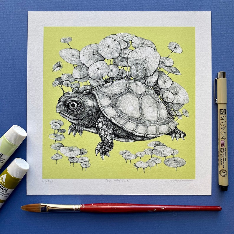 Box Turtle ~ Limited Edition Print, Cute Turtle, Nature Art, Turtle Art ...