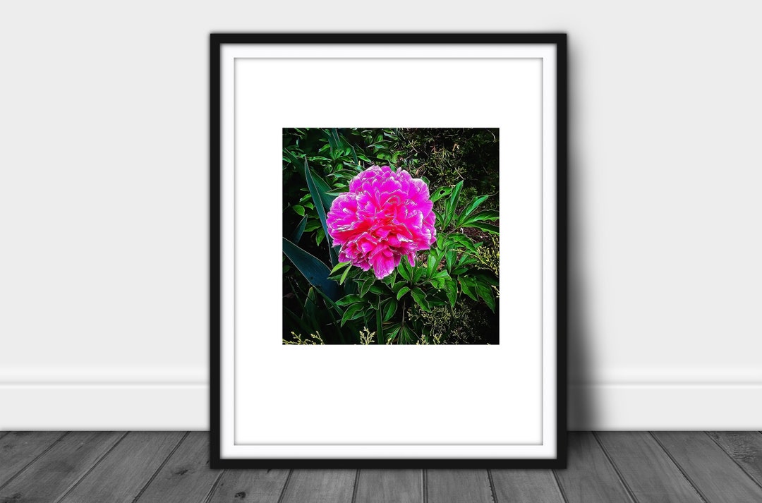 Peony Photo, Peony Print, Pink Flowers, Flower Prints, Flower ...