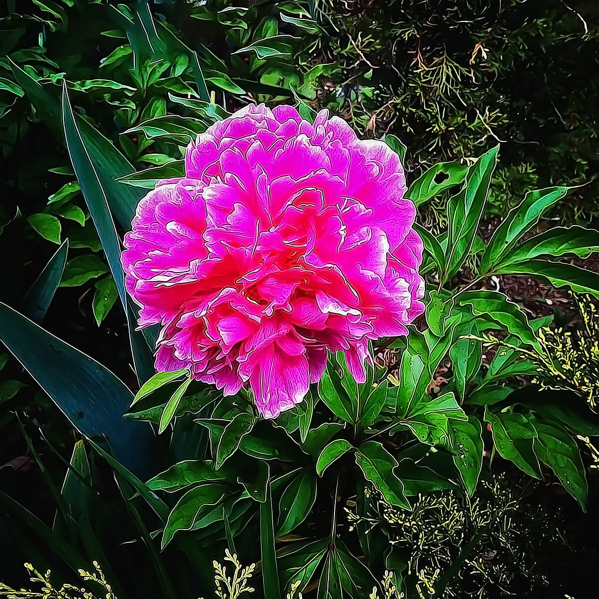 Peony Photo, Peony Print, Pink Flowers, Flower Prints, Flower ...
