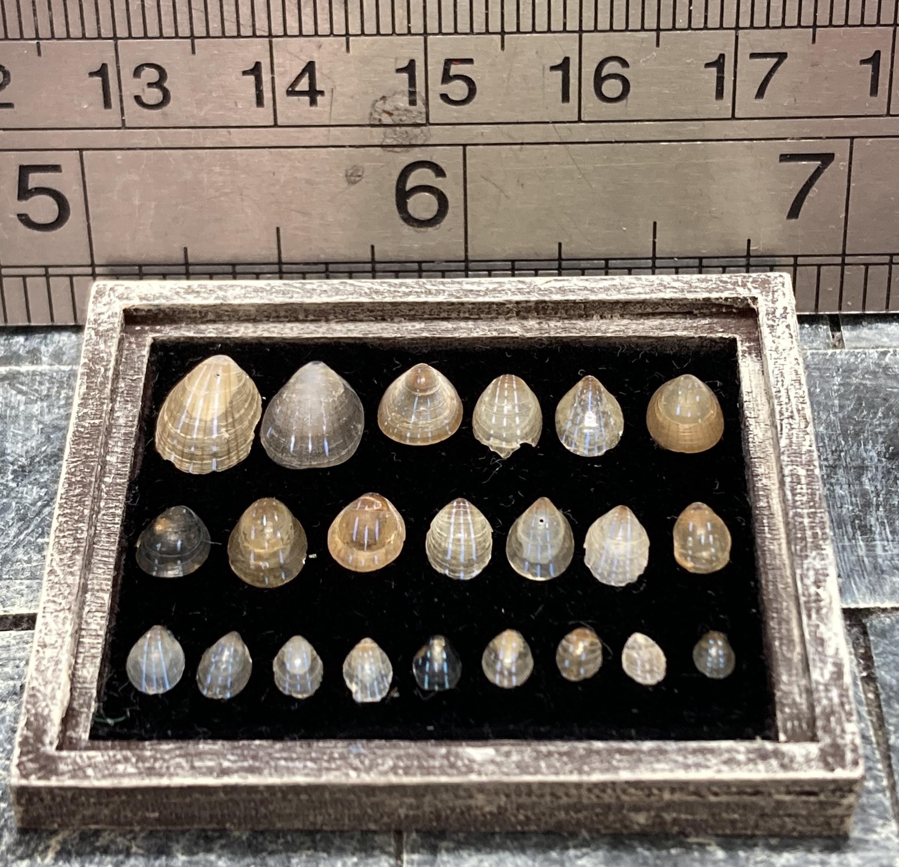 12th Scale Wooden Display of Blue Ray Limpet Shells Hamish Mcduncle's ...