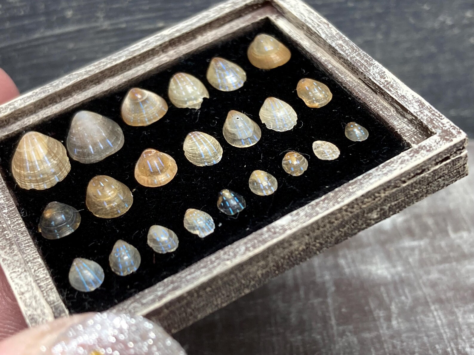 12th Scale Wooden Display of Blue Ray Limpet Shells Hamish Mcduncle's ...