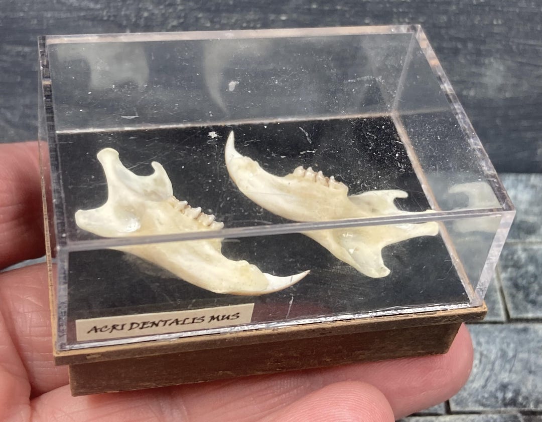 Giant Jaw Bones in Display Cabinet 12th Scale Hamish Mcduncle ...