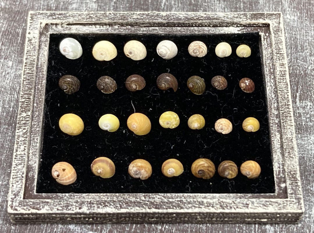 12th Scale Wooden Display of Tiny Flat Periwinkle Shells Hamish Mcduncle's Collection - Etsy